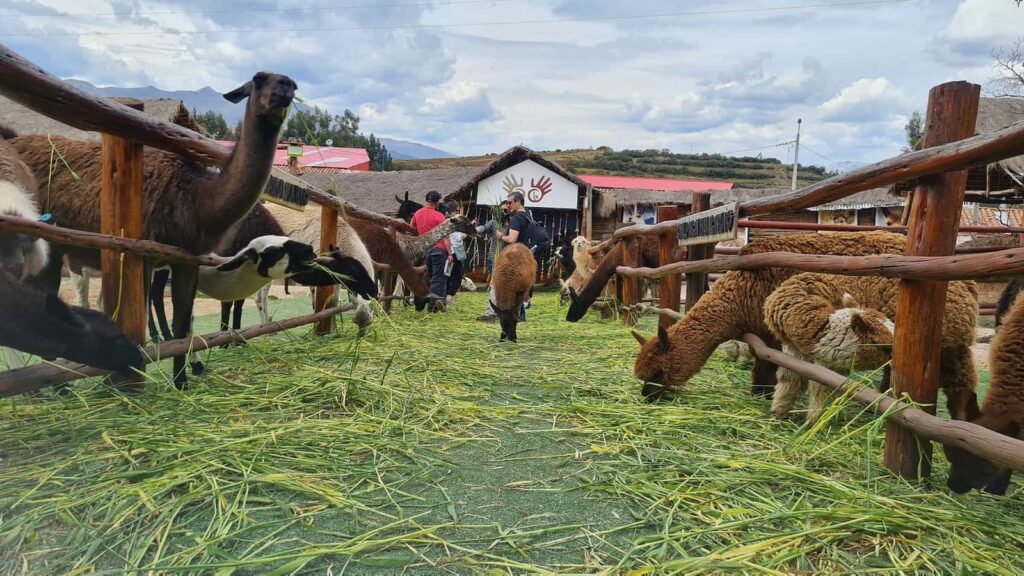 Lhamas no Peru: onde ver o símbolo andino | Yacana Viagens